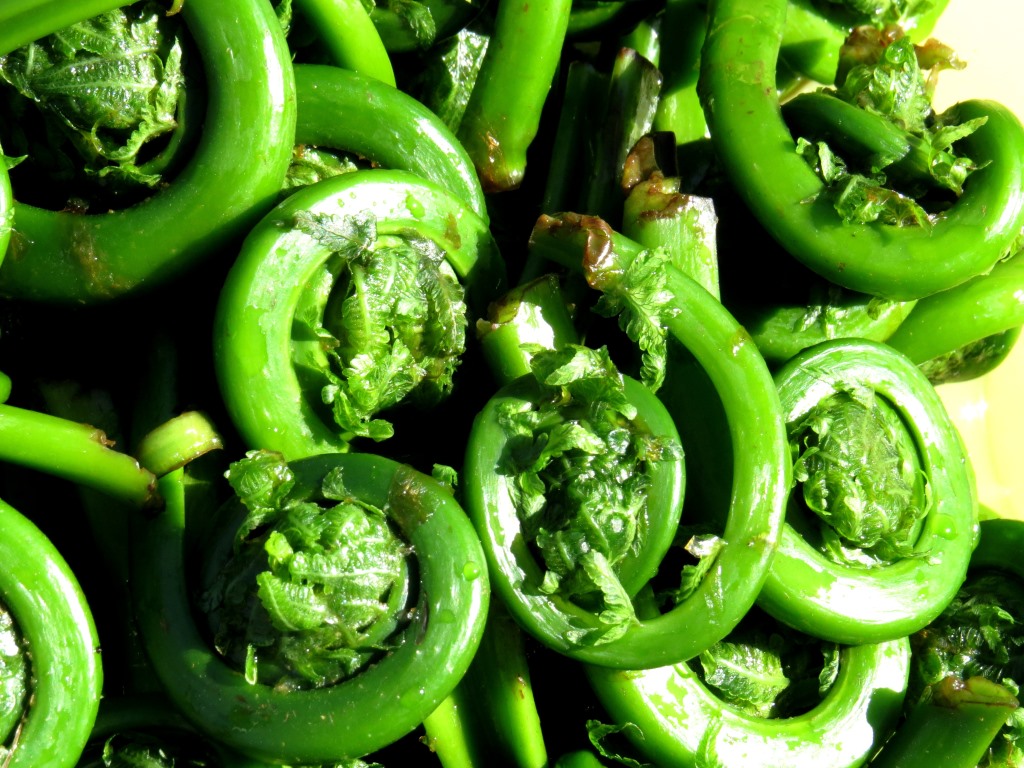 Fiddleheads